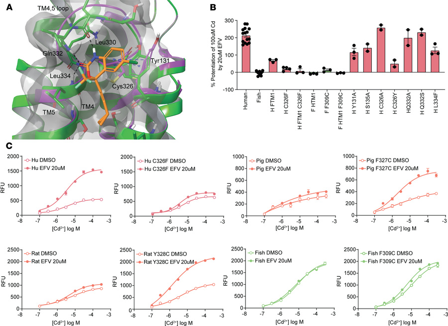 JCI - Allosteric modulation of the solute carrier transporter SLC39A8 ...