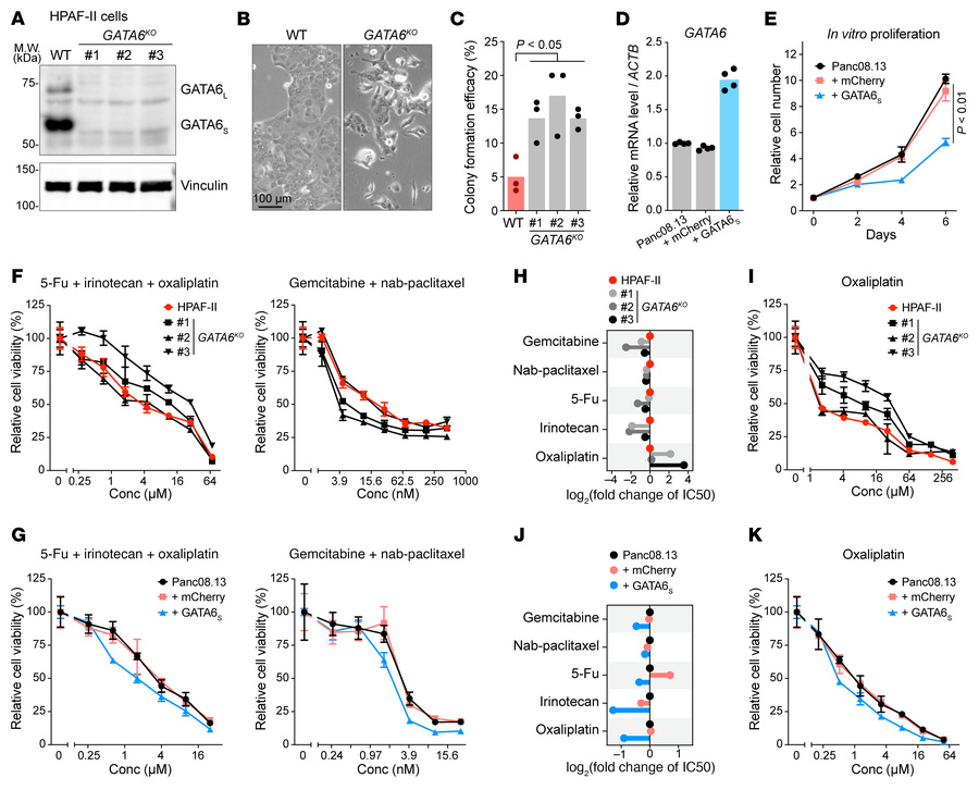 JCI - Oncogenic KRAS/ERK/JUNB signaling suppresses differentiation ...