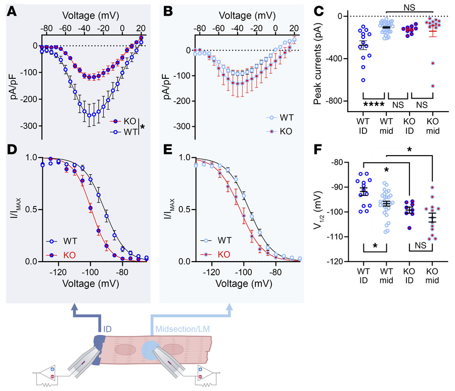 JCI - The NaV1.5 auxiliary subunit FGF13 modulates channels by ...