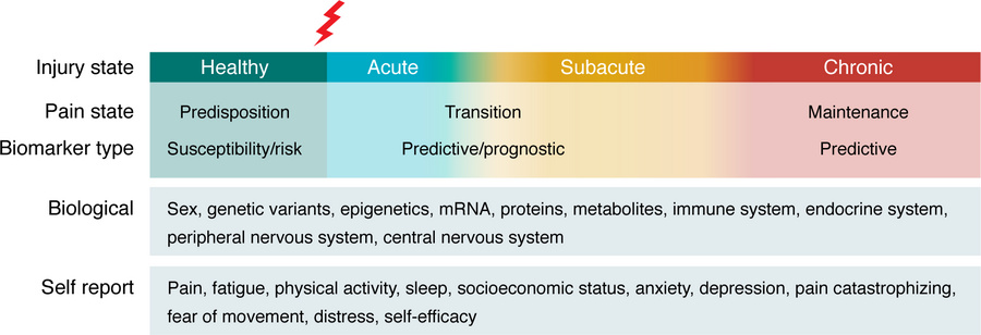 JCI - Sex differences in the transition to chronic pain