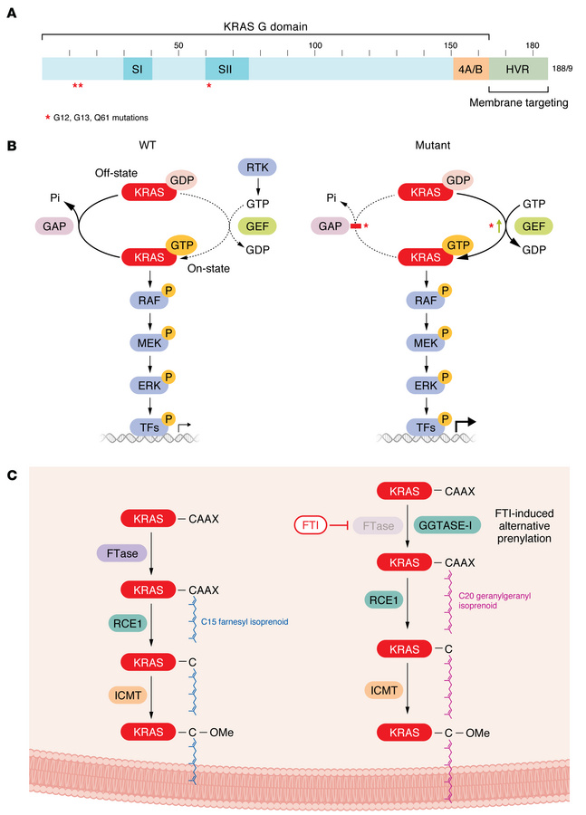 JCI - KRAS: the Achilles’ heel of pancreas cancer biology