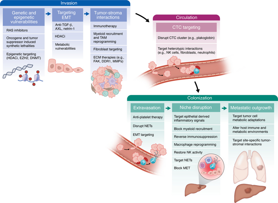JCI - Metastatic heterogeneity in pancreatic cancer: mechanisms and ...