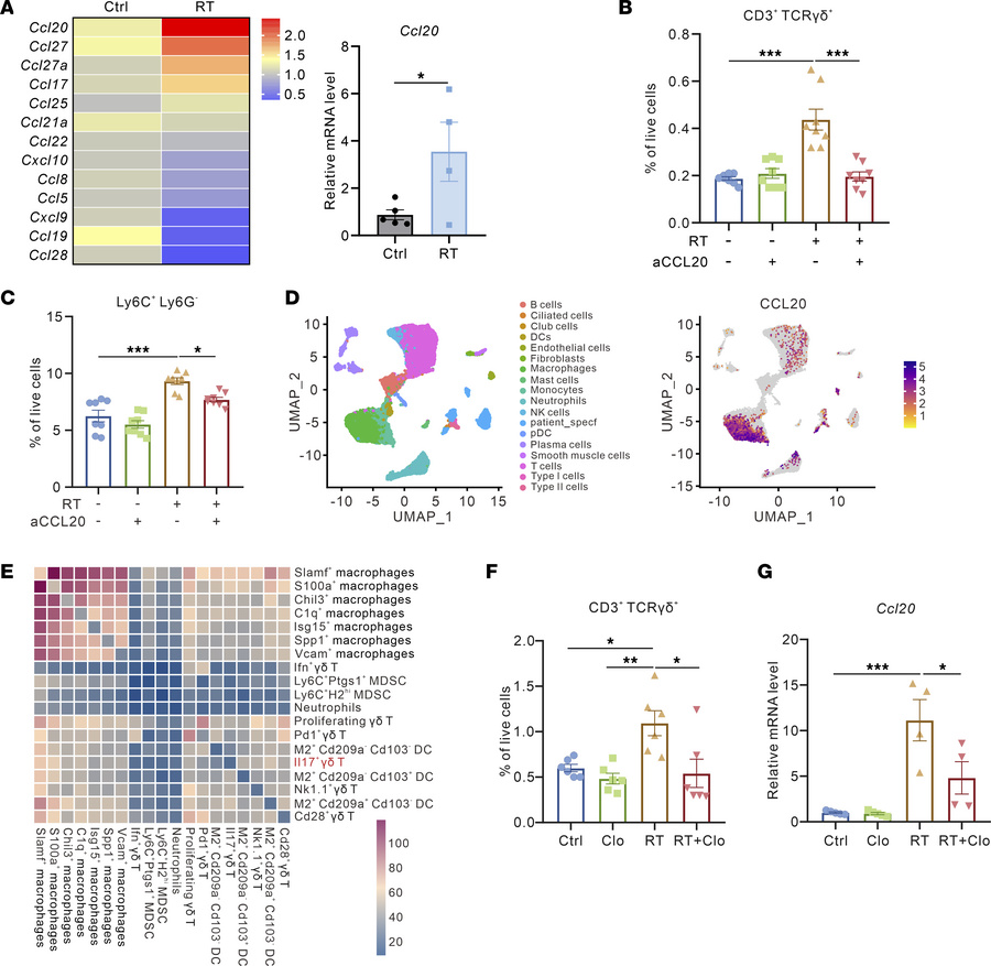 JCI - IL-17–producing γδ T cells in the tumor microenvironment promote ...
