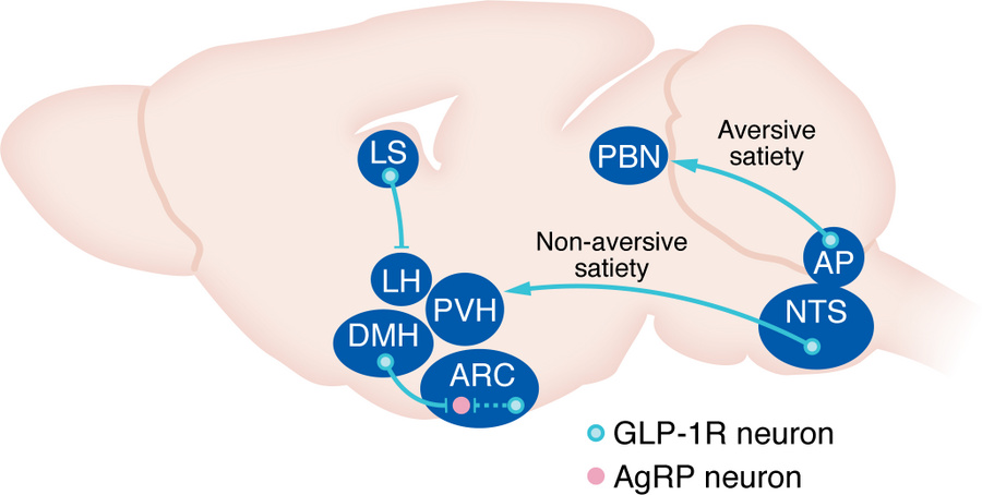 JCI - GLP-1 physiology and pharmacology along the gut-brain axis