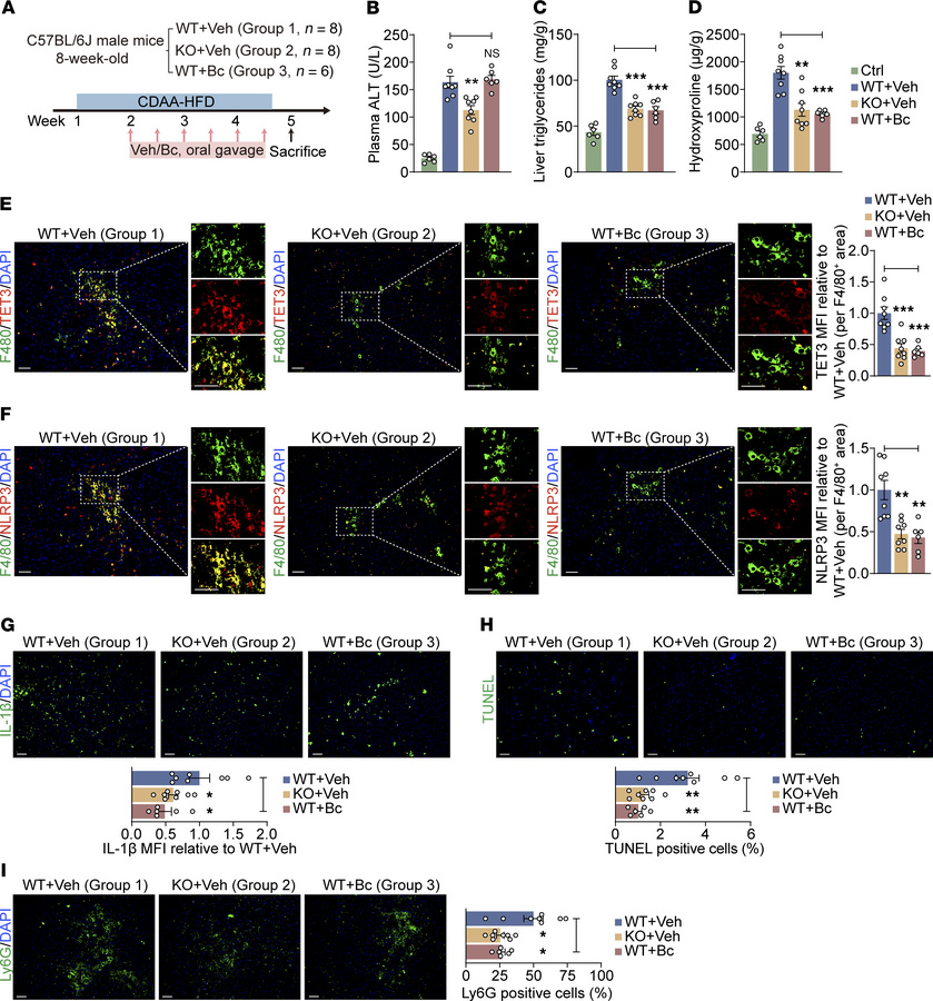 JCI - TET3 is a common epigenetic immunomodulator of pathogenic macrophages