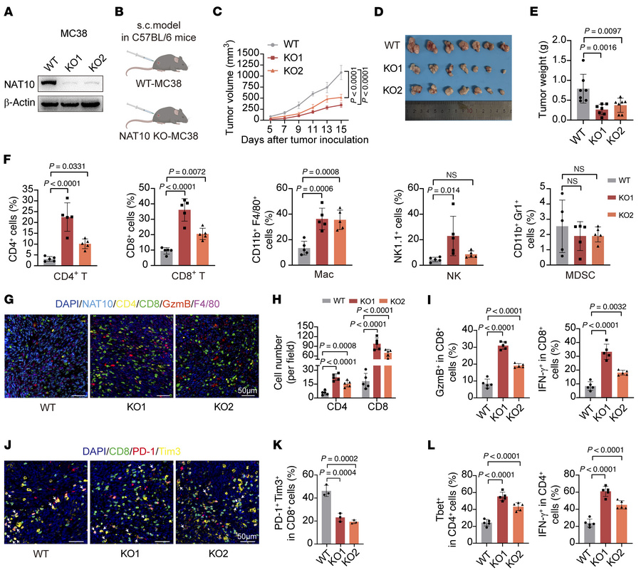 JCI - Targeting the N-acetyltransferase 10/DKK2 axis enhances CD8+ T ...