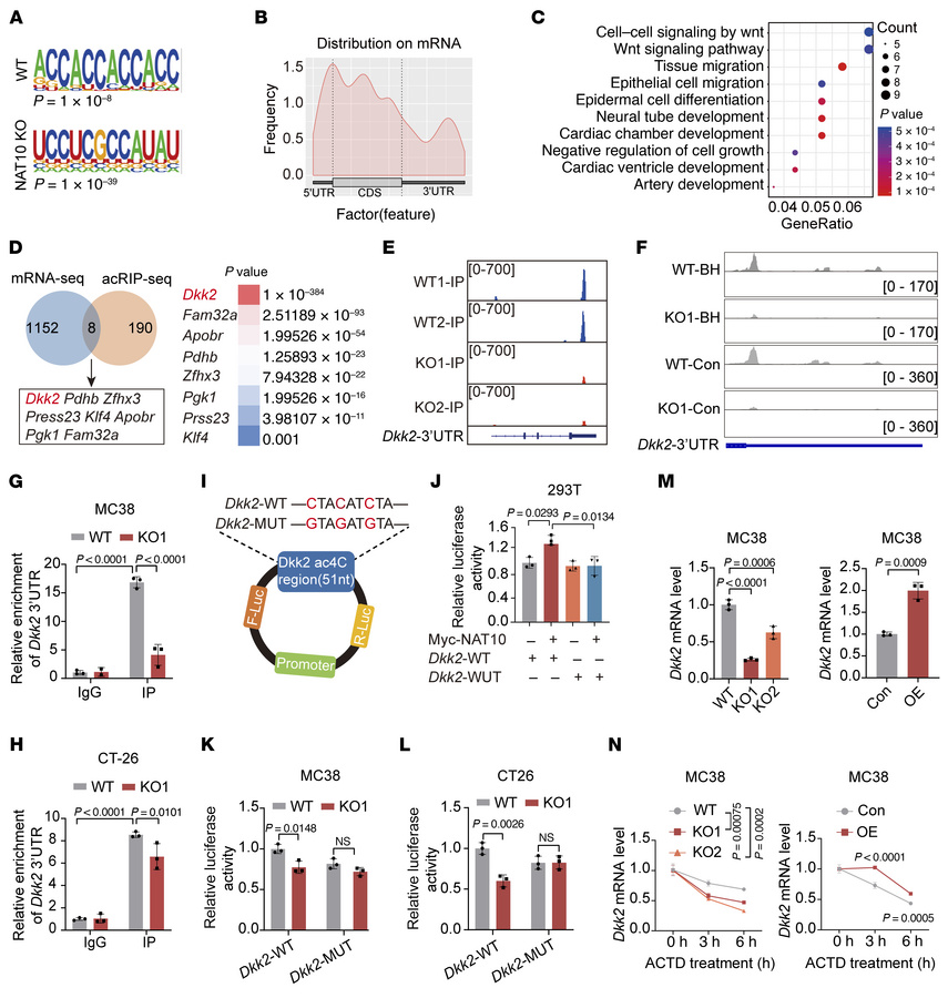 JCI - Targeting the N-acetyltransferase 10/DKK2 axis enhances CD8+ T ...