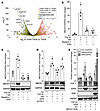 JCI - Macropinocytosis inhibition attenuates profibrotic responses in ...