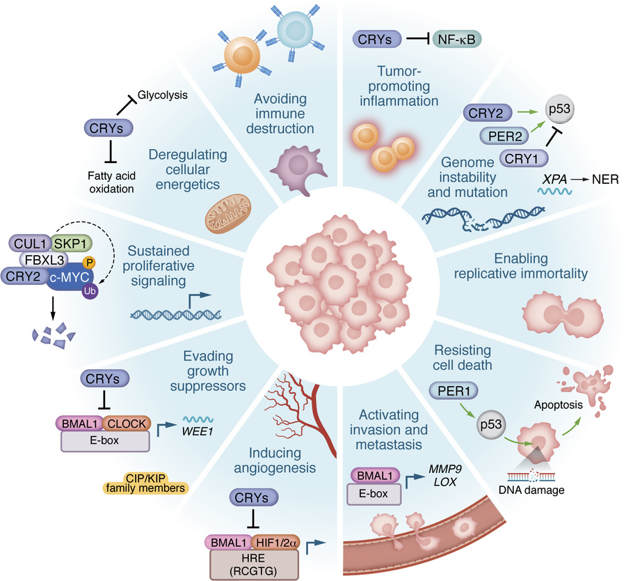 JCI - Rhythms of risk: the intersection of clocks, cancer, and ...