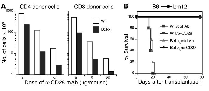 JCI - CD28 ligation induces transplantation tolerance by IFN-γ ...