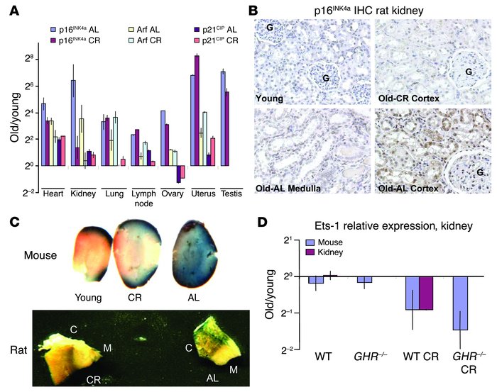 JCI - Ink4a/Arf expression is a biomarker of aging