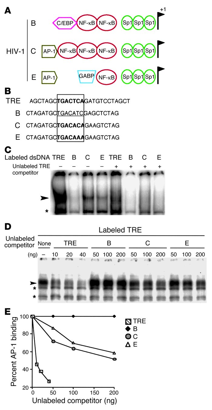JCI - HIV-1 clade promoters strongly influence spatial and temporal ...