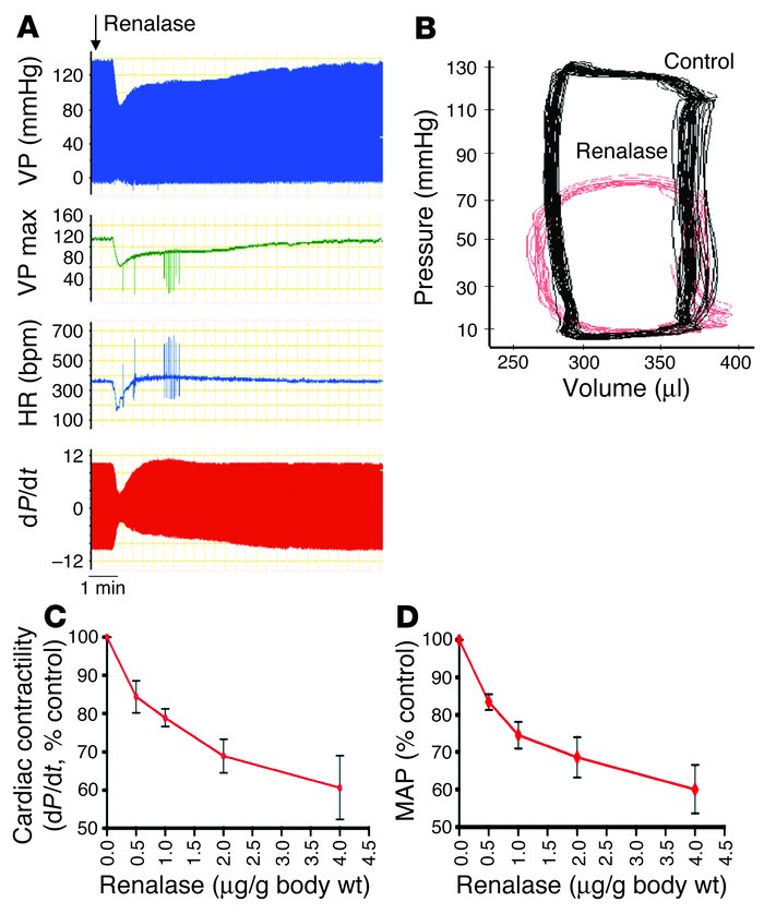 JCI - Renalase is a novel, soluble monoamine oxidase that regulates ...