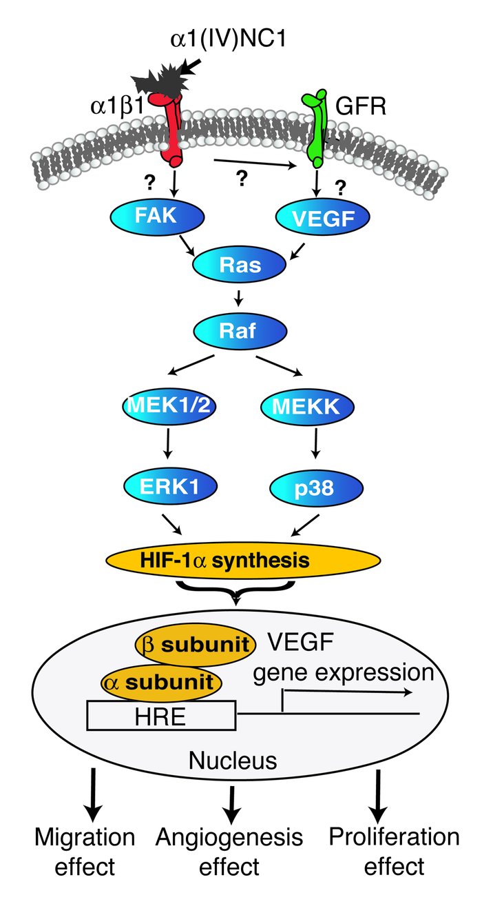 JCI - Human α1 type IV collagen NC1 domain exhibits distinct ...