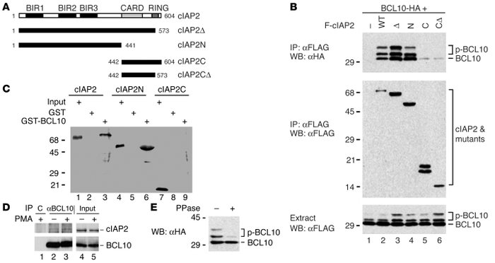 JCI - cIAP2 is a ubiquitin protein ligase for BCL10 and is dysregulated ...