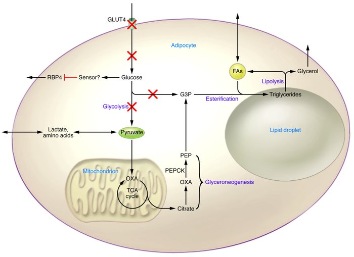 JCI - Glucose transport and sensing in the maintenance of glucose ...