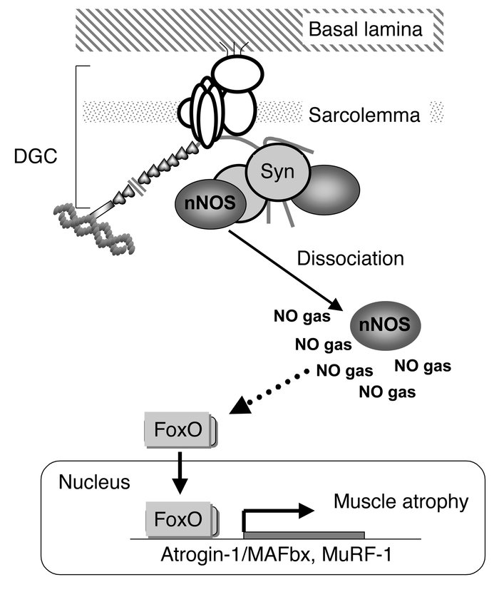 JCI - NO production results in suspension-induced muscle atrophy ...