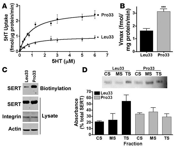 JCI - Interactions between integrin αIIbβ3 and the serotonin ...
