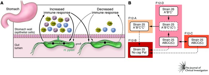 JCI - Coadaptation of Helicobacter pylori and humans: ancient history ...