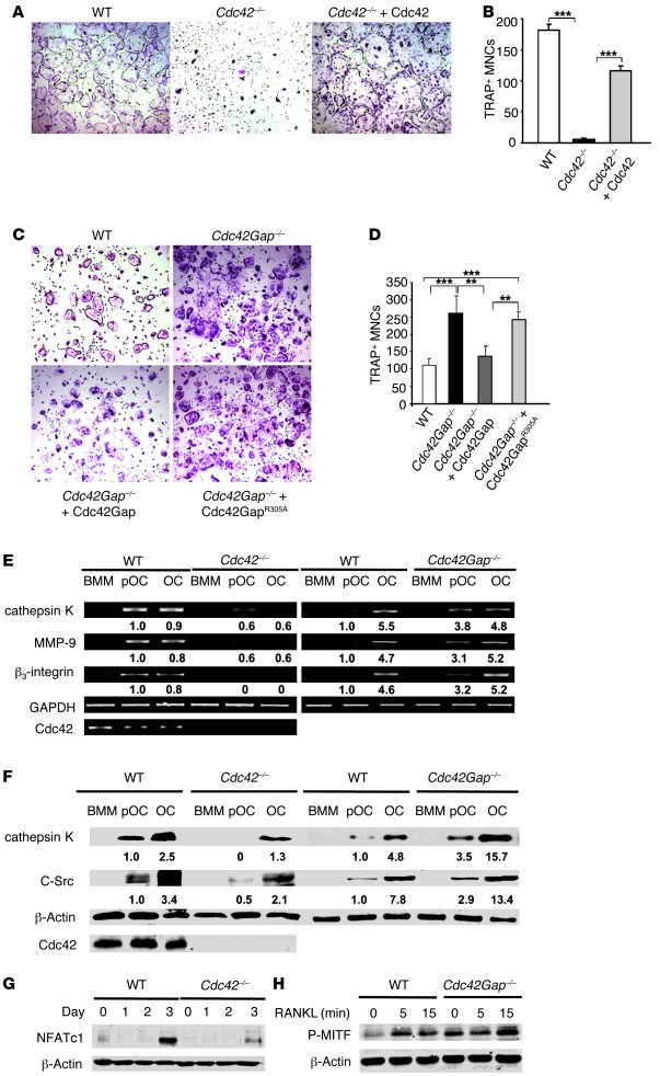 JCI - Cdc42 regulates bone modeling and remodeling in mice by ...