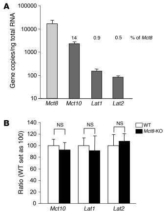 JCI - Mice deficient in MCT8 reveal a mechanism regulating thyroid ...