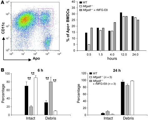 JCI - Autoimmunity in MFG-E8–deficient mice is associated with altered trafficking and enhanced ...