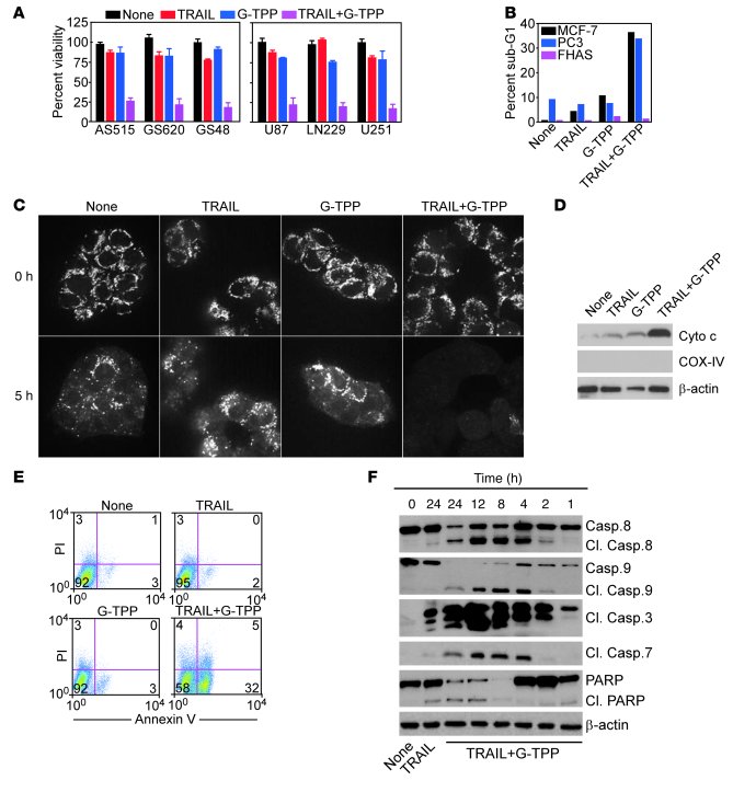 JCI - Exploiting the mitochondrial unfolded protein response for cancer ...