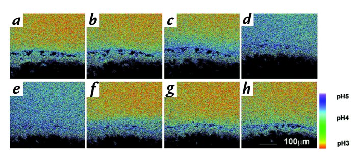JCI - Dynamic regulation of gastric surface pH by luminal pH