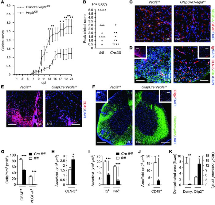 JCI - Astrocyte-derived VEGF-A drives blood-brain barrier disruption in ...
