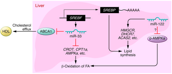JCI - MicroRNAs in cardiovascular disease: from pathogenesis to ...