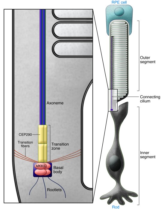 JCI - A “so cilia” network: cilia proteins start “social” networking