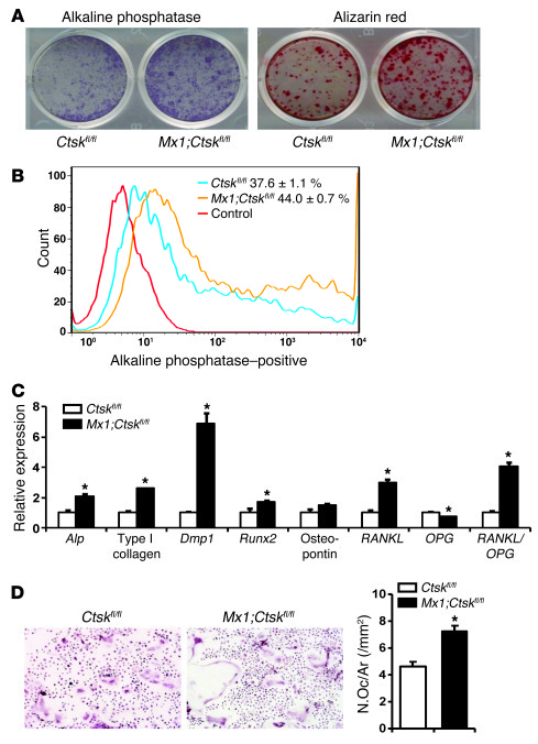 JCI - Osteoclast-specific cathepsin K deletion stimulates S1P-dependent ...