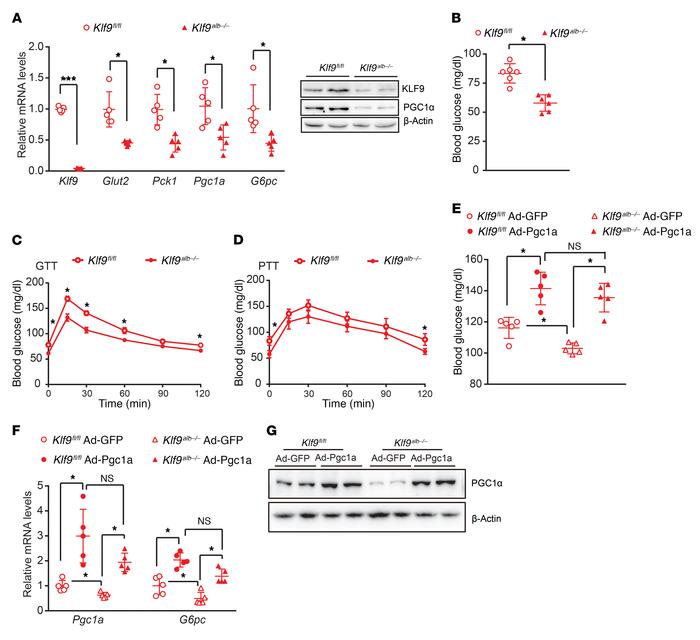 JCI - Dexamethasone-induced Krüppel-like factor 9 expression promotes ...