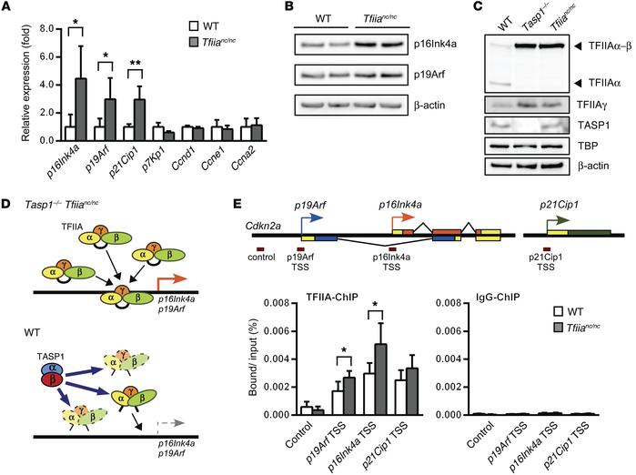 JCI - Taspase1-dependent TFIIA cleavage coordinates head morphogenesis ...