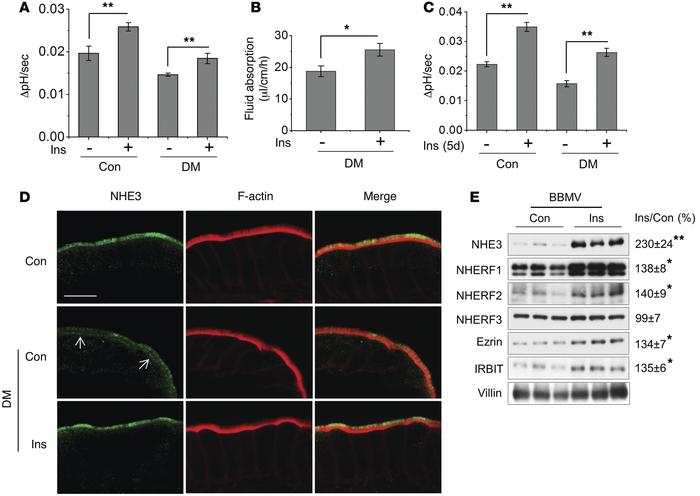 JCI - Restoration of Na+/H+ exchanger NHE3-containing macrocomplexes ...