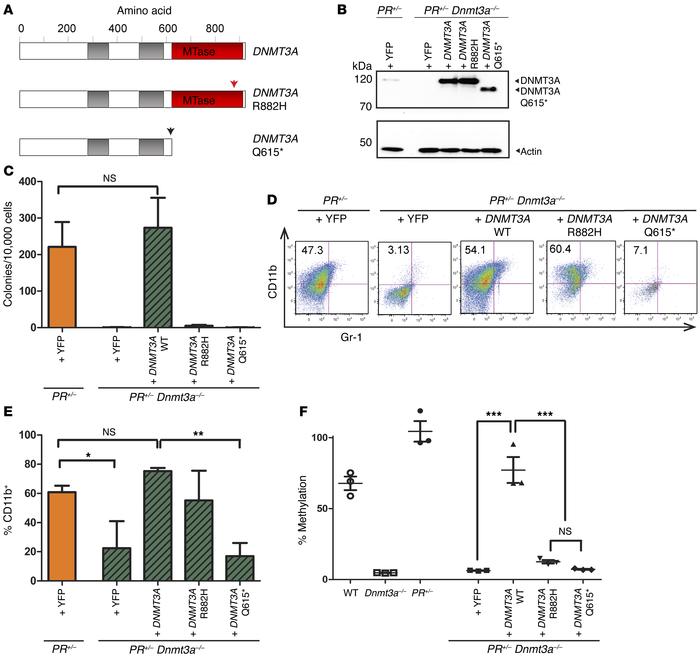 JCI - PML-RARA requires DNA methyltransferase 3A to initiate acute ...