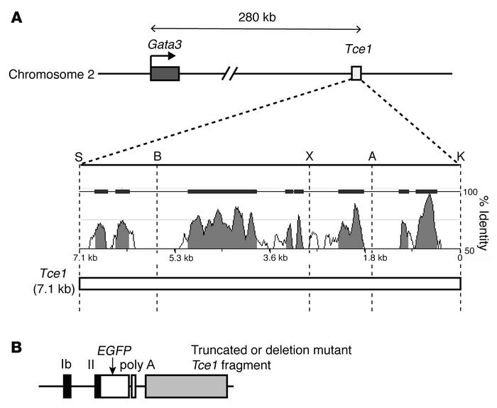 JCI - Lineage-affiliated transcription factors bind the Gata3 Tce1 ...
