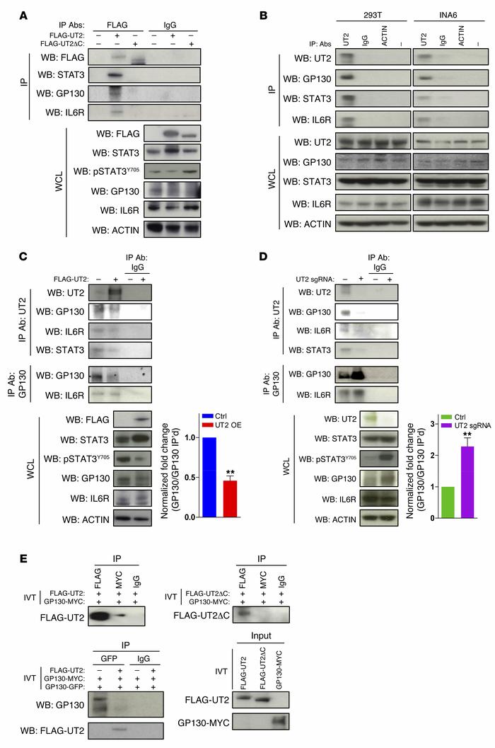 JCI - Endogenous transmembrane protein UT2 inhibits pSTAT3 and ...