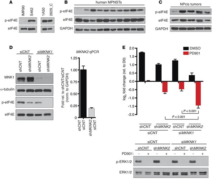 JCI - Cotargeting MNK and MEK kinases induces the regression of NF1 ...
