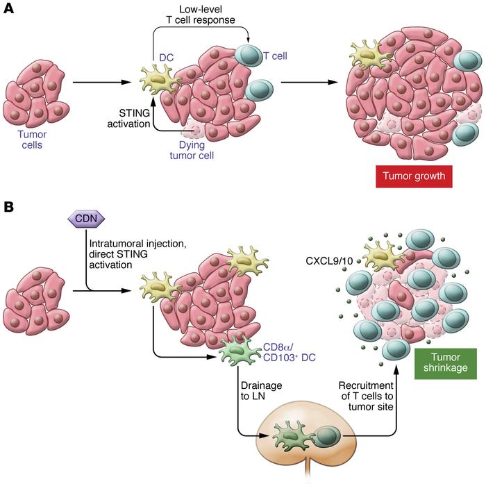 JCI - The host STING pathway at the interface of cancer and immunity