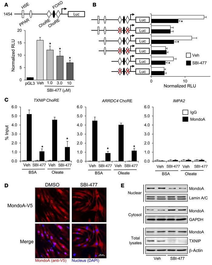 JCI - MondoA coordinately regulates skeletal myocyte lipid homeostasis ...
