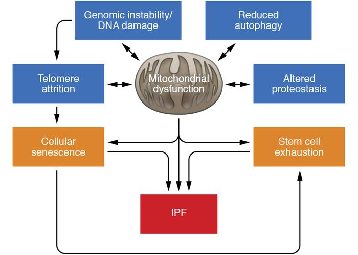 JCI - Mitochondria in the spotlight of aging and idiopathic pulmonary ...
