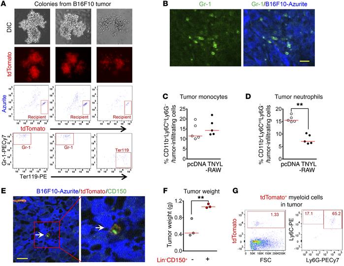 JCI - Sinusoidal ephrin receptor EPHB4 controls hematopoietic ...