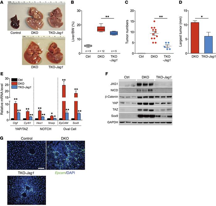JCI - Hippo signaling interactions with Wnt/β-catenin and Notch ...