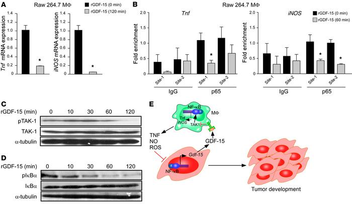 JCI - NF-κB regulates GDF-15 to suppress macrophage surveillance during ...