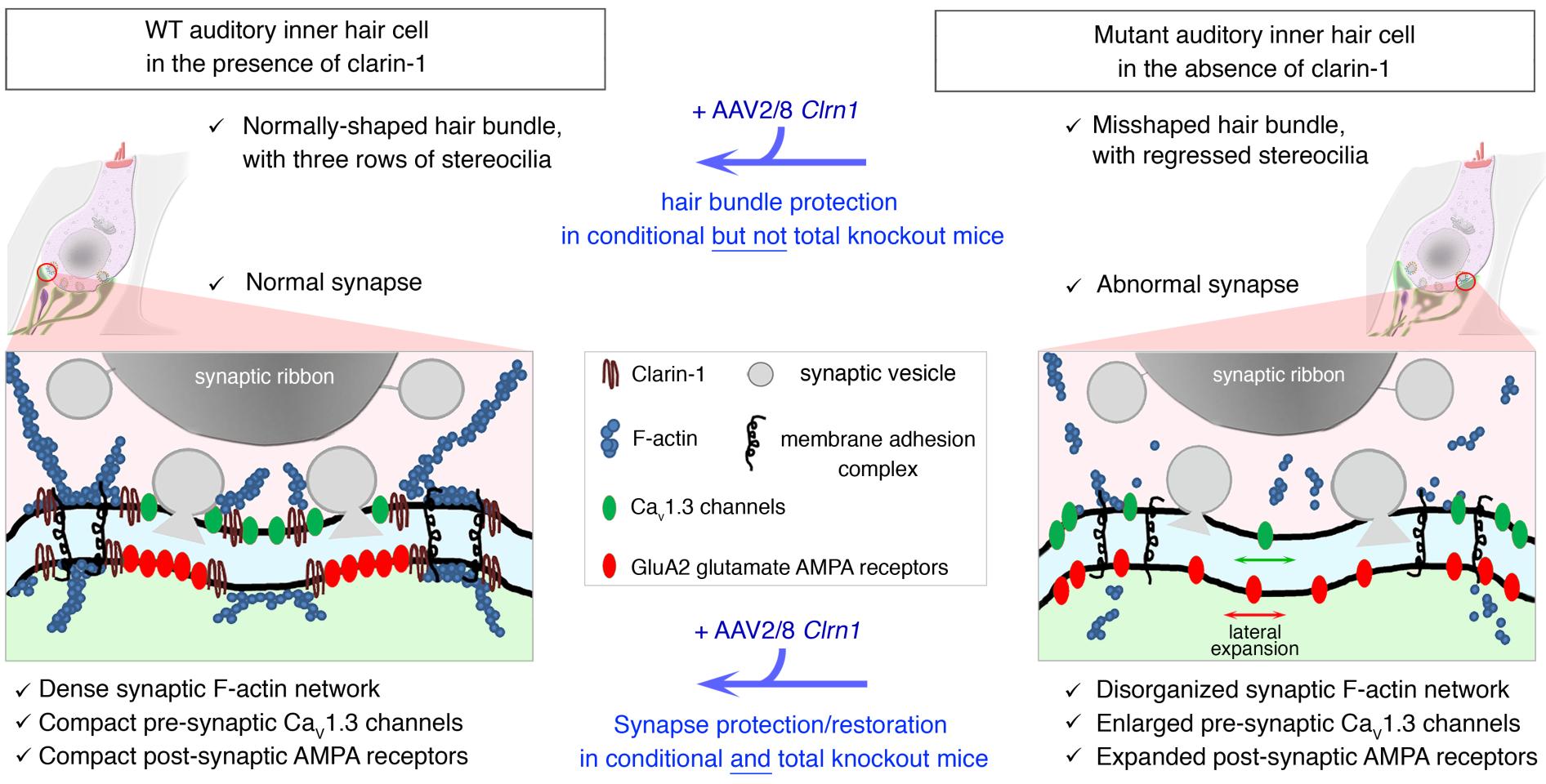 JCI - Clarin-1 gene transfer rescues auditory synaptopathy in model of ...