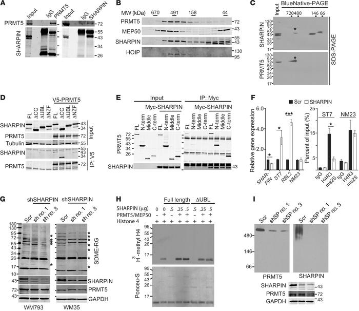 JCI - SHARPIN-mediated regulation of protein arginine methyltransferase ...