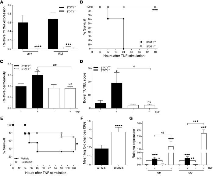 JCI - Glucocorticoid receptor dimers control intestinal STAT1 and TNF ...