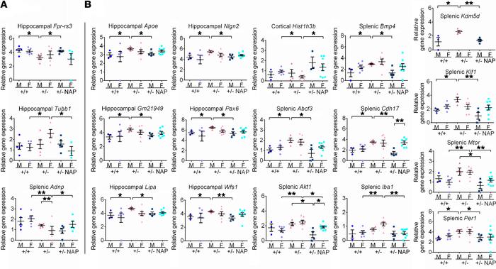 JCI - Activity-dependent neuroprotective protein deficiency models ...